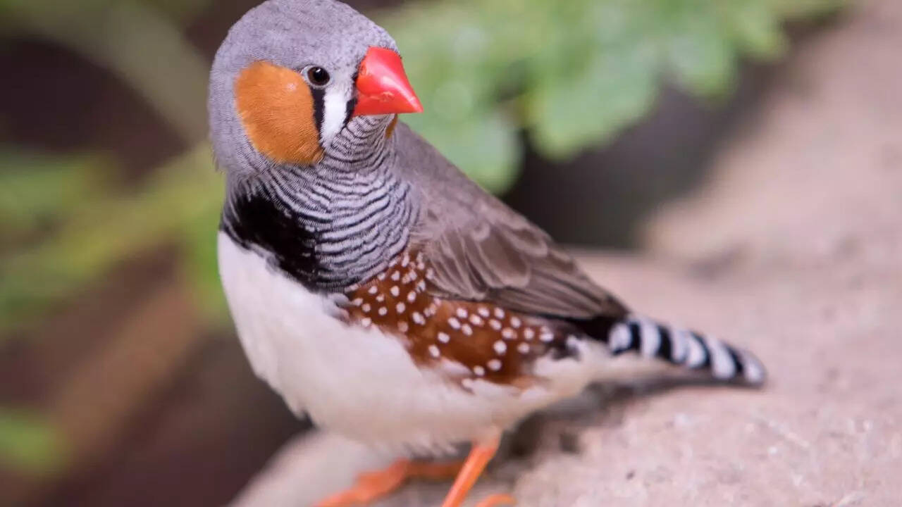 8 birds with names that begin with the letter Z