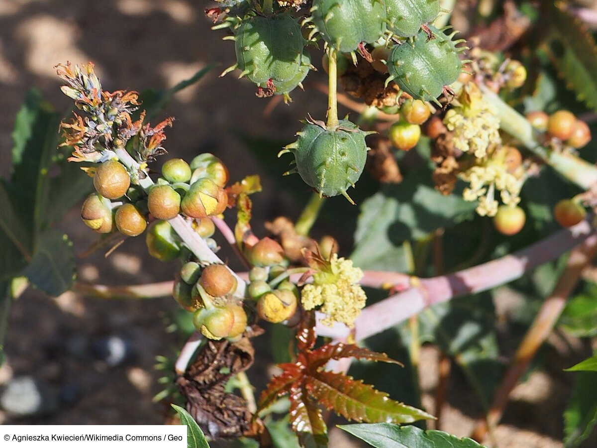 Le ricin, un poison virulent... qui fait aussi du bien