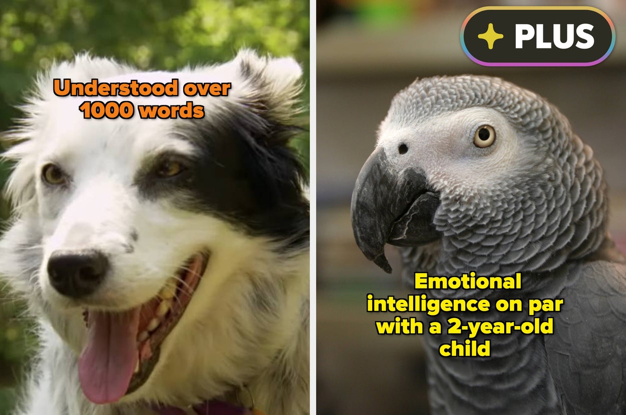 15 Of The Most Extraordinary Animals Who Ever Lived