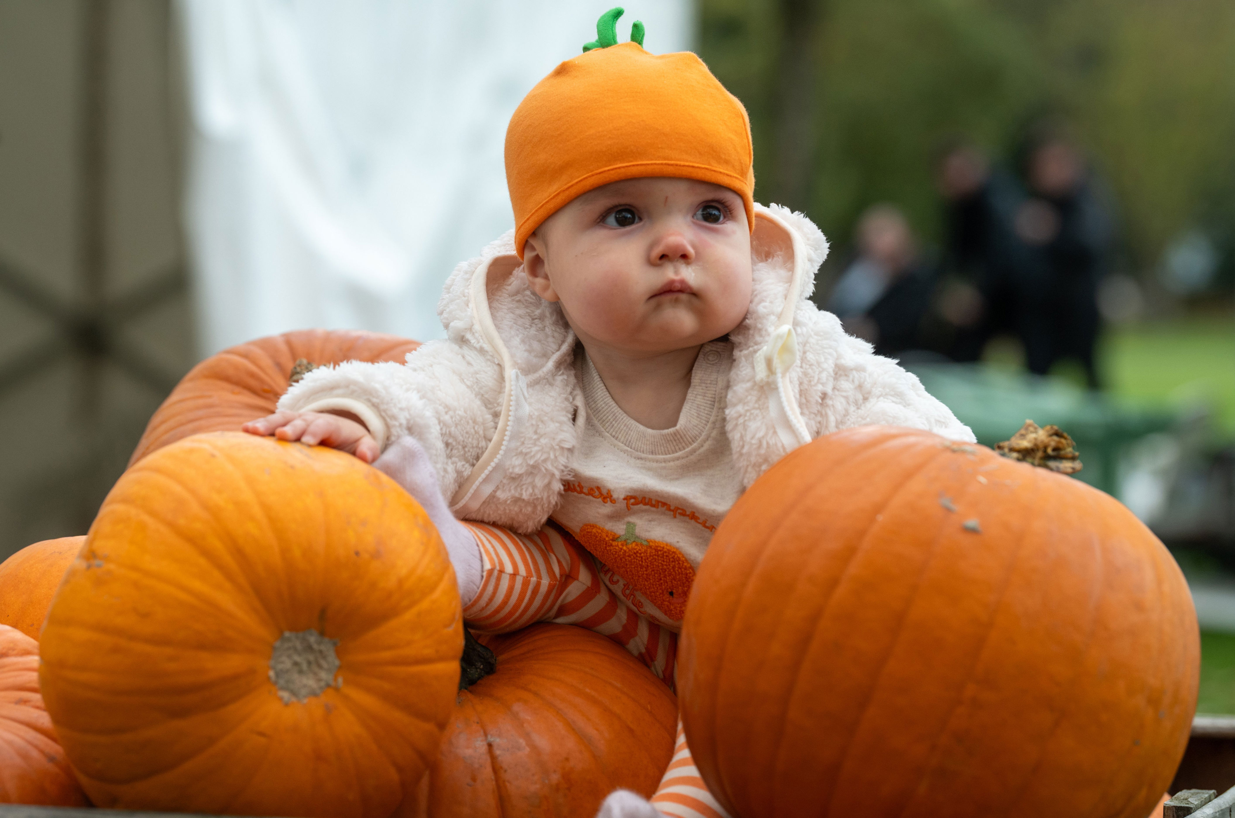 12 fantastic pictures from Pumpkins in the Park at Lowther Gardens