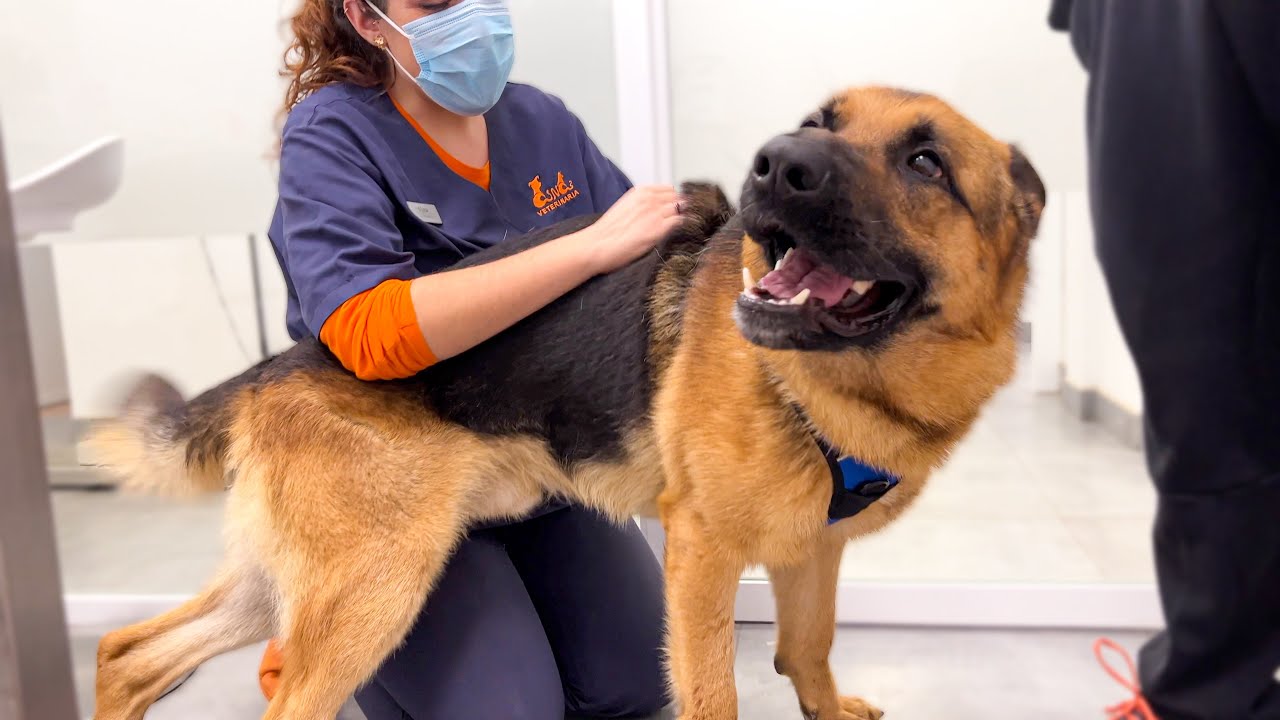German Shepherd’s Funny Reaction at the Vet