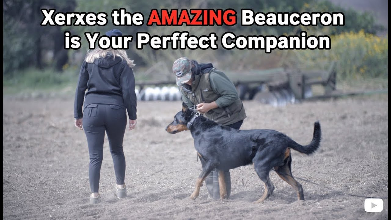 Xerxes the amazing Beauceron is your perfect companion