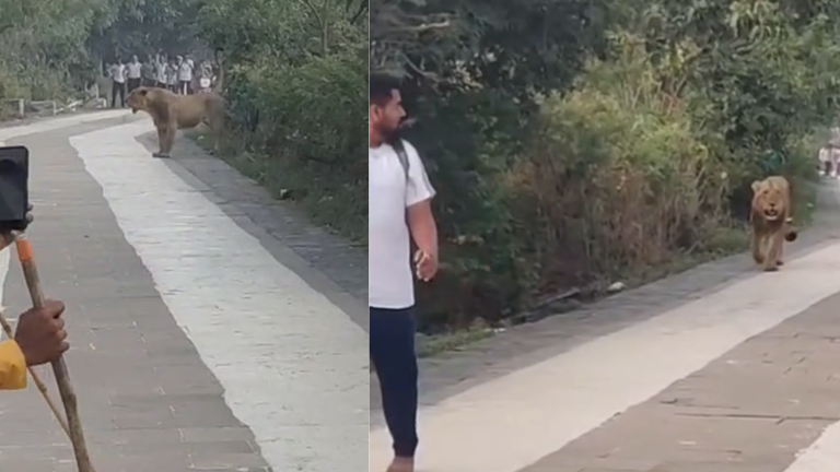 Watch: Lions walking on pradakshina path on Gujarat's Shetrunjay hill ...