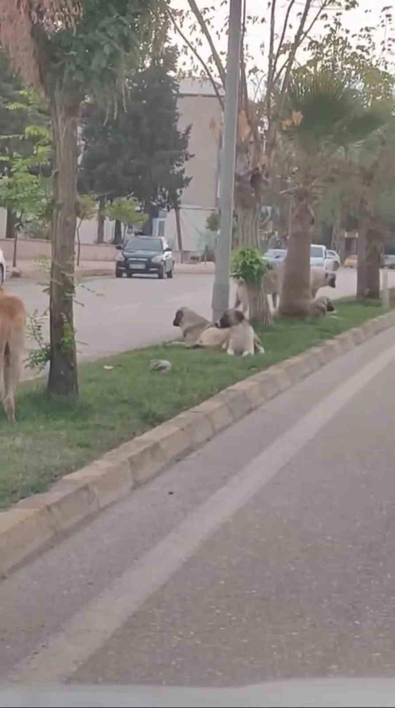 Sayıları 10’u bulan sokak köpekleri çocuğa korku dolu anlar yaşattı