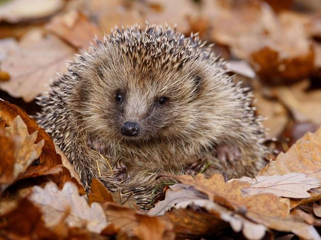 Igel-Quiz: Sind Sie ein Experte für das Stacheltier?