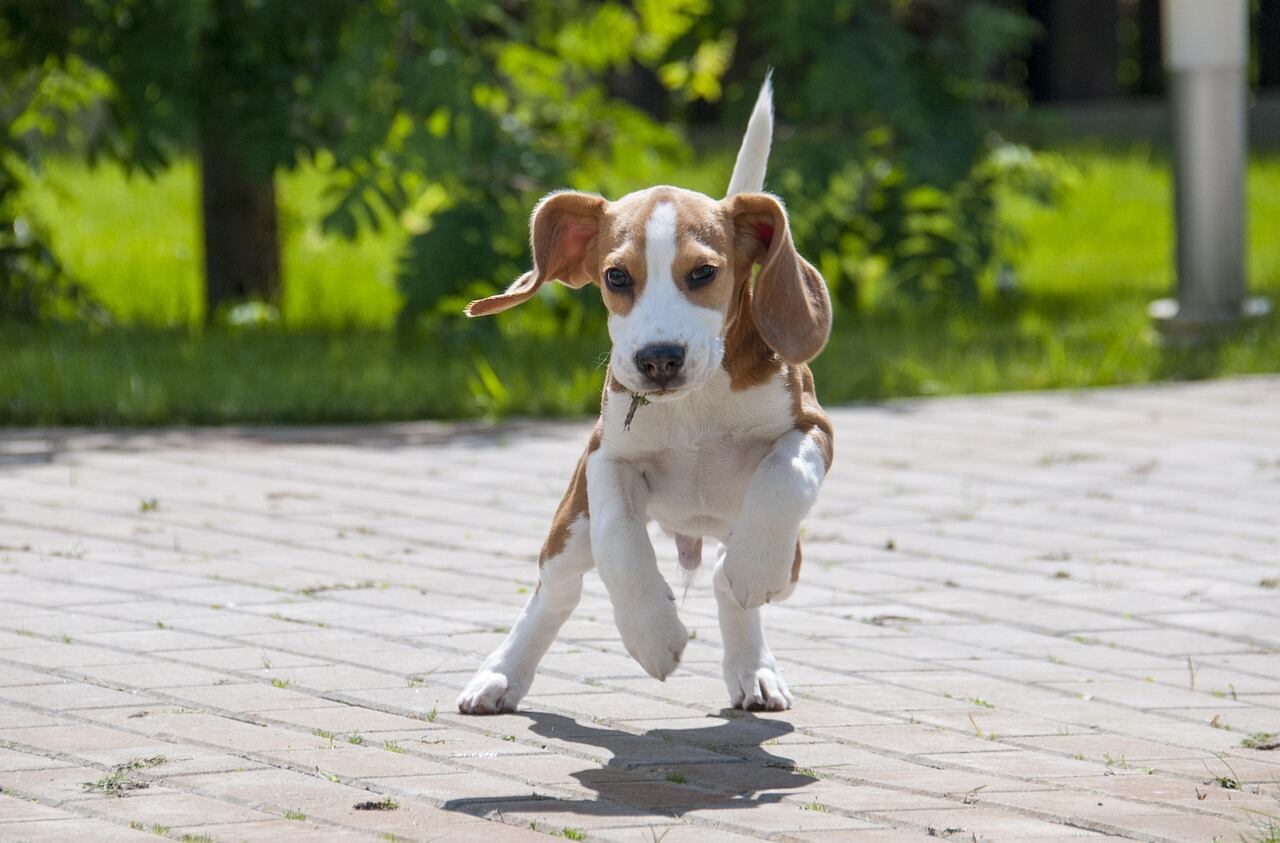 Los perros lloran de alegría al reencontrarse con sus dueños, según un ...