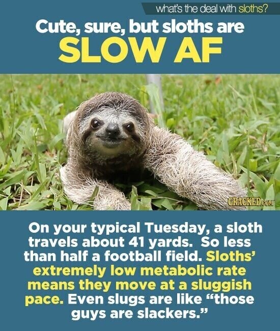 Seven Slow-Moving Facts About Sloths
