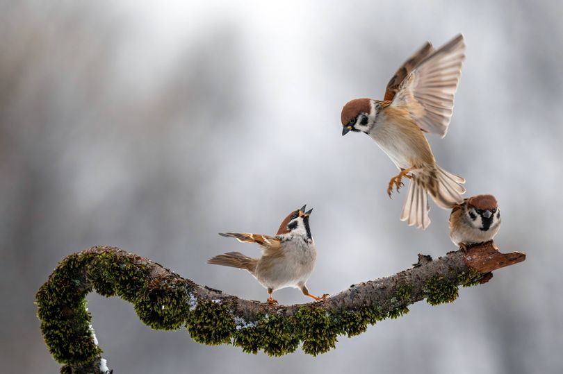 People urged to act if they see sparrows in garden - or risk losing them