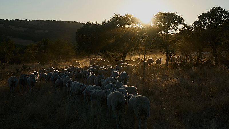 In Spain, migrants are saving sheep farms by taking over shepherding