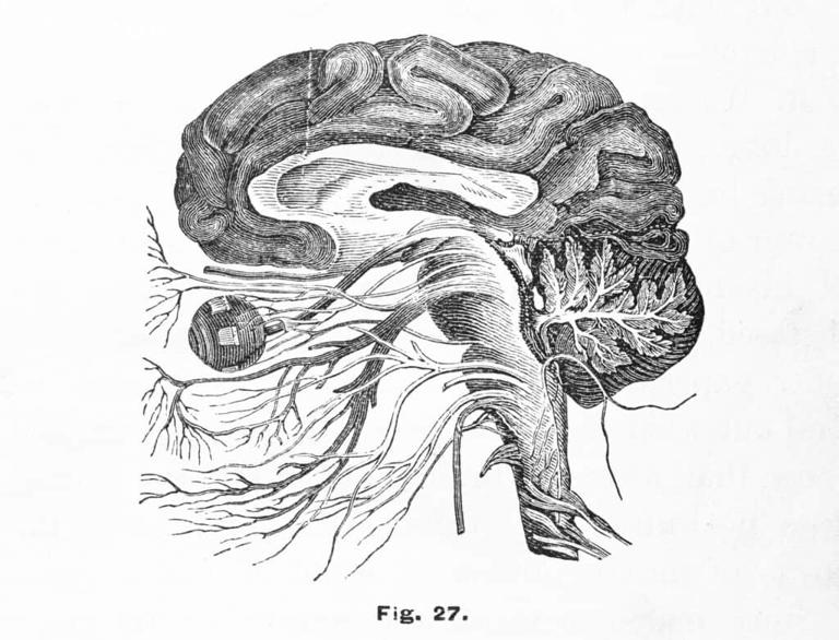 Discover Troodon formosus: The Smartest Dinosaur to Ever Walk the Earth