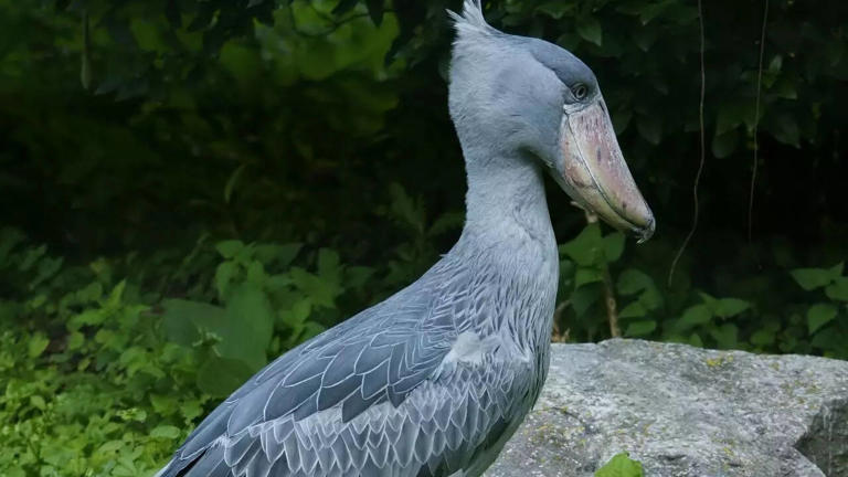 10 birds that reveal dinosaurs are still with us through their ...