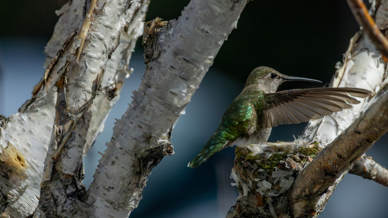 If You Have A Dog Or Cat, You Already Have The Perfect Hummingbird ...