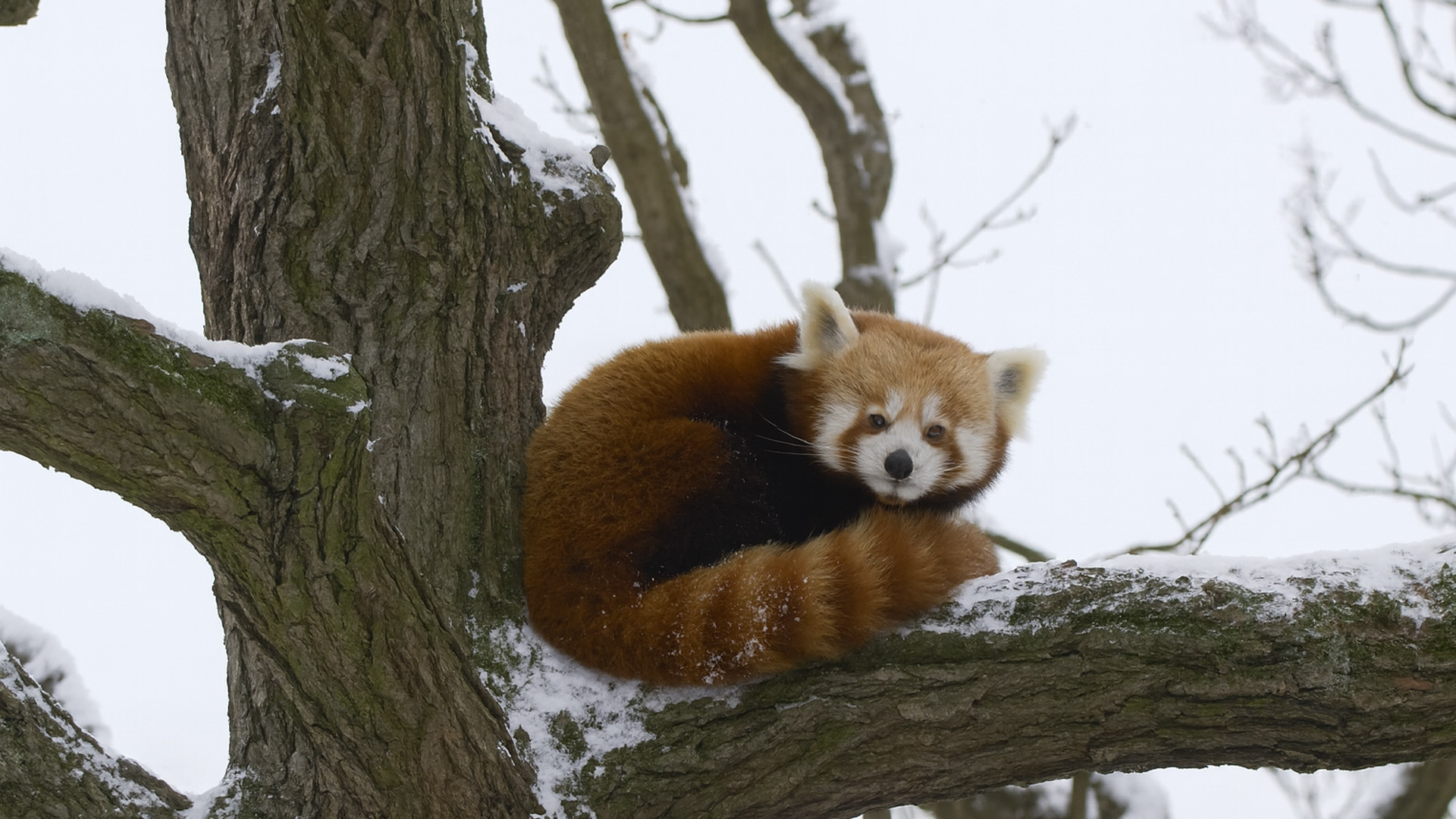Up Close with a Red Panda