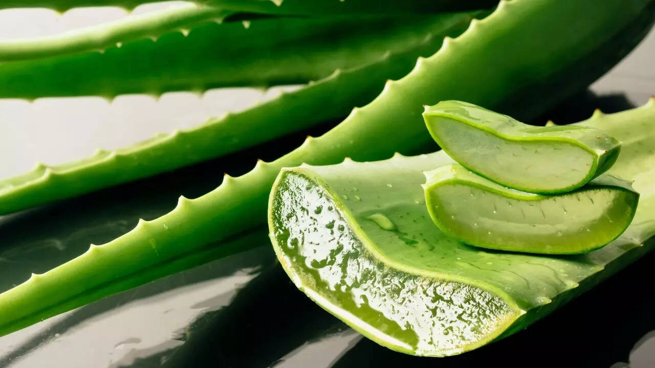 Steps to grow healthy Aloe vera plant in your balcony garden