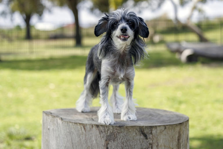 7 Small Hypoallergenic Dog Breeds That Don’t Shed Everywhere