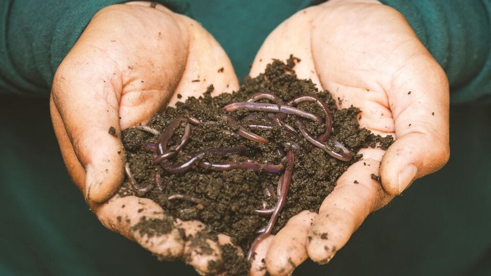 ‘Taste like almonds, cheaper than chicken’: Eat worms as source of ...
