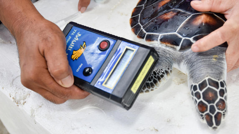 The Most Game-Changing Tips For A Successful Road Trip With Your Pet ...