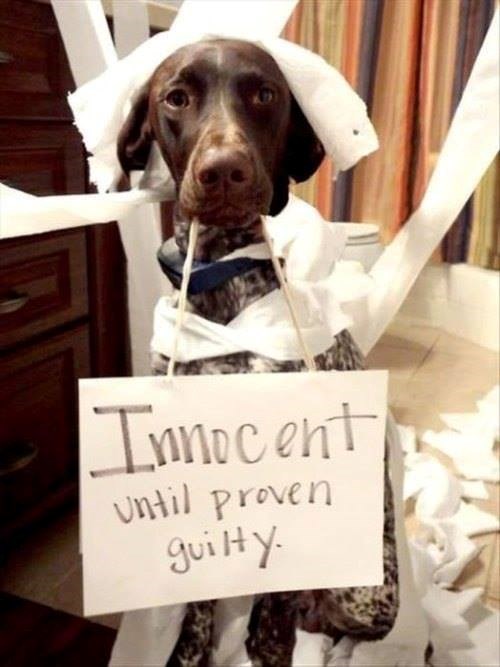 45 Doggo Funnies For When You Need to Harness Heartwarming Hound Happiness