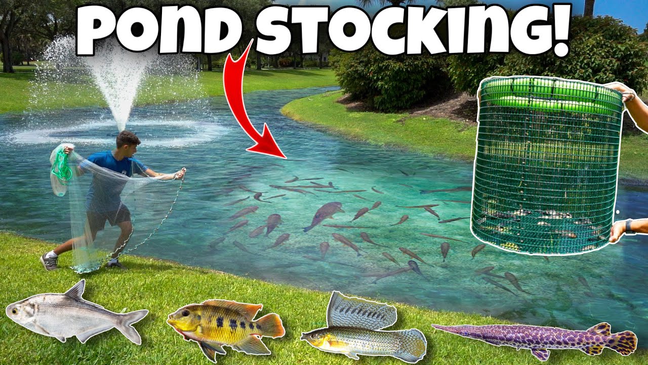 Watch me stock my new bait pen with fish!