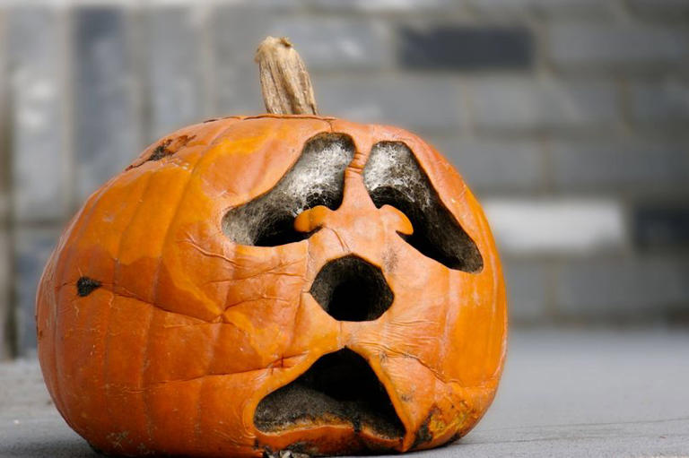 National Pumpkin Day 2025: How to preserve pumpkins from rotting before ...