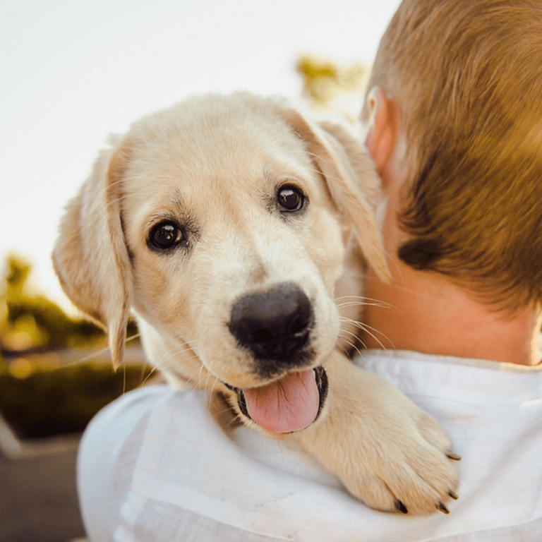 What to do if your dog or cat has fleas and sleeps with you, according ...