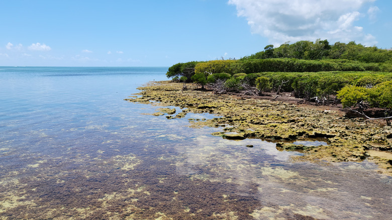 Between Key Largo And Islamorada Lies A Hidden Florida Key With ...
