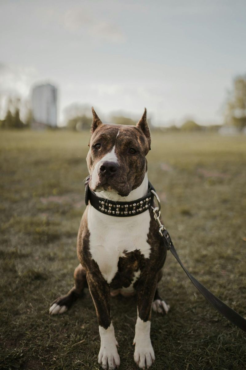 24 Dog Breeds Often Overlooked in Shelters but Full of Love to Give
