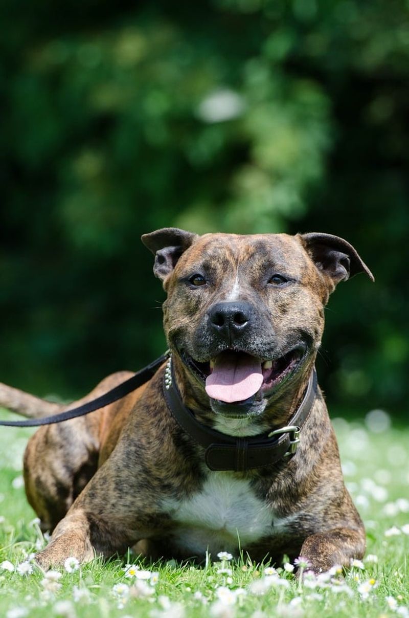 24 Dog Breeds Often Overlooked in Shelters but Full of Love to Give