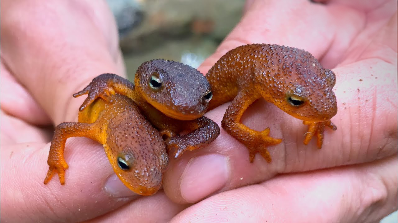 Toxic but Adorable Newts!