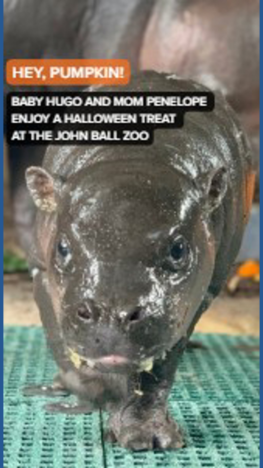 Pygmy hippos play with pumpkins at the John Ball Zoo