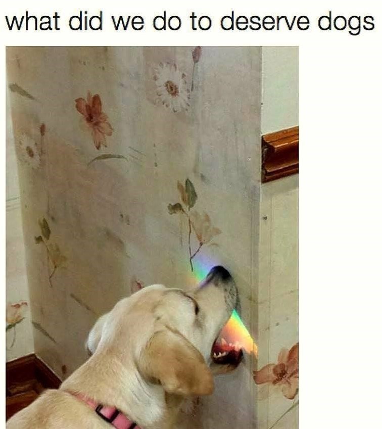 45 Doggo Funnies For When You Need to Harness Heartwarming Hound Happiness