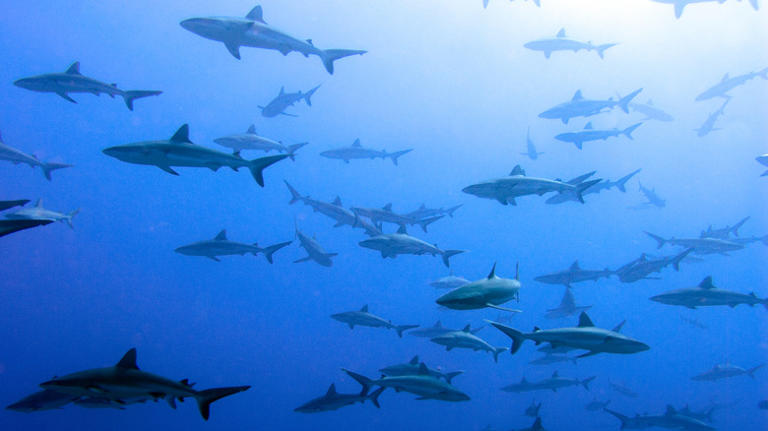 The Best Coral Reefs To Dive (Other Than The Great Barrier Reef ...
