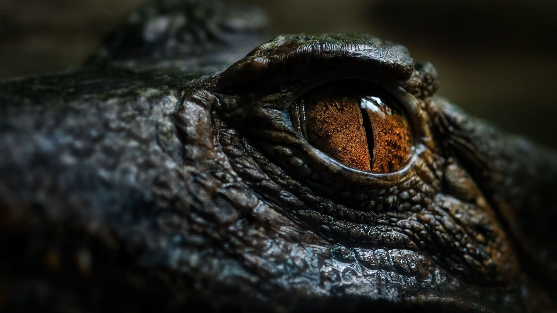 8 Dinosaur Traits That Still Exist In Animals Today