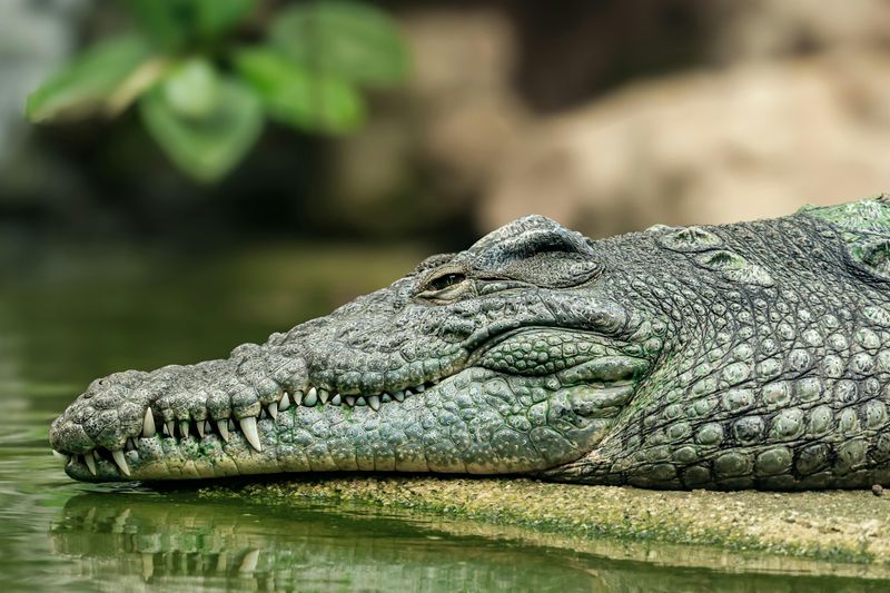 8 Dinosaur Traits That Still Exist In Animals Today