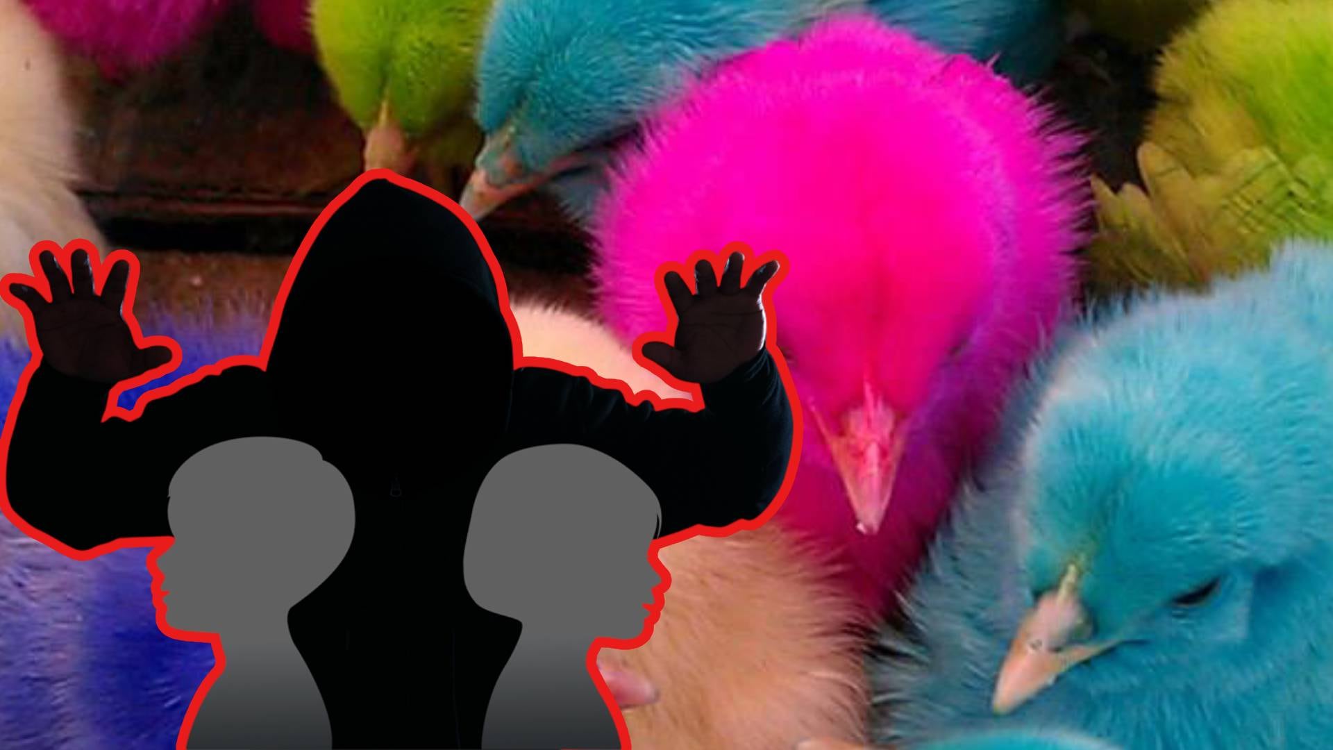 “Pollitos de colores”: La alarmante realidad del reclutamiento infantil ...
