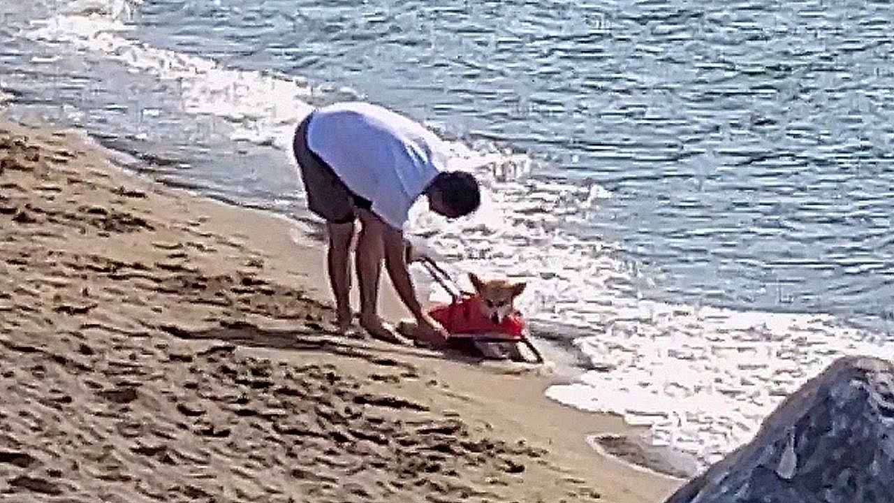 Man helps disabled dog play fetch in Canada