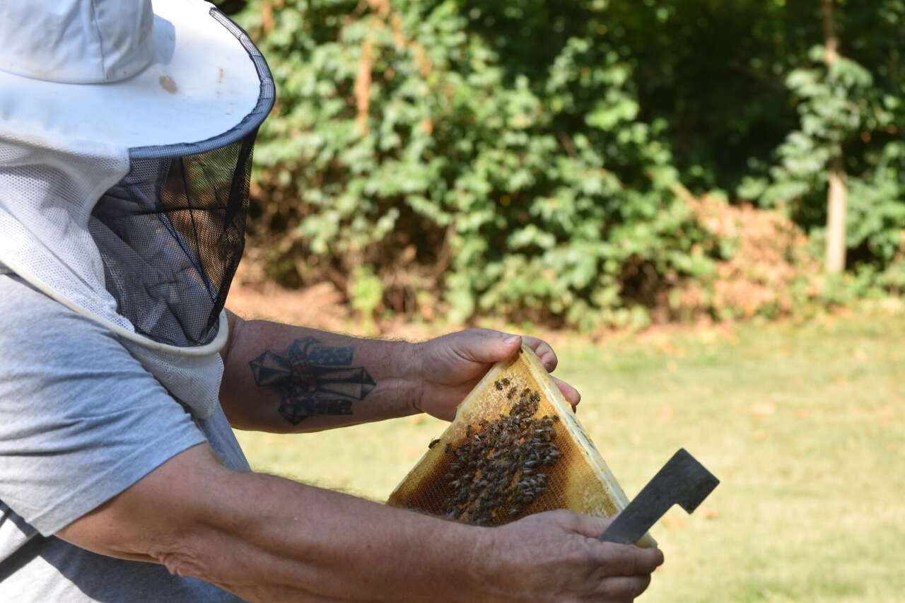 Beekeepers fight hive losses as Illinois die-off worsens