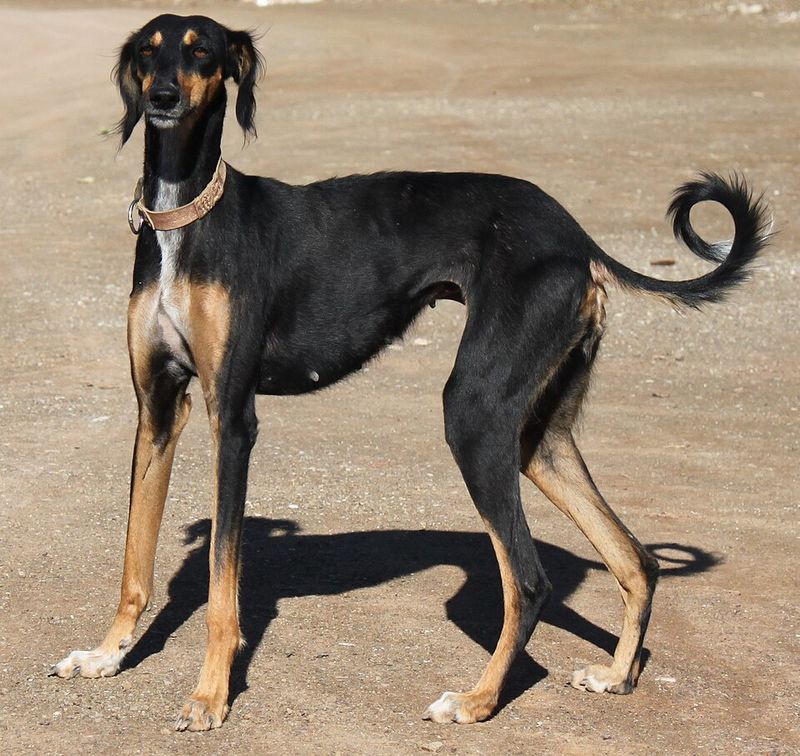 28 Lightning-Fast Dog Breeds That Excel in Speed and Agility
