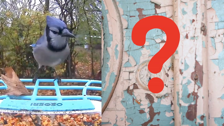Why are Blue Jays eating paint chips?