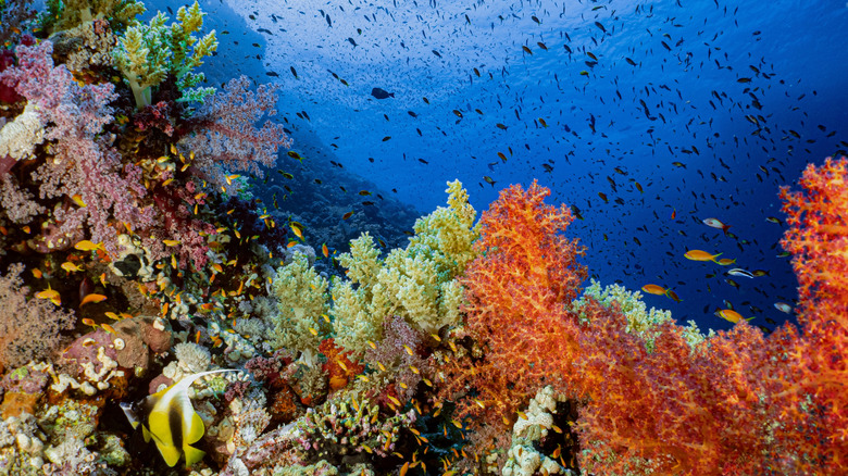 The Best Coral Reefs To Dive (Other Than The Great Barrier Reef ...