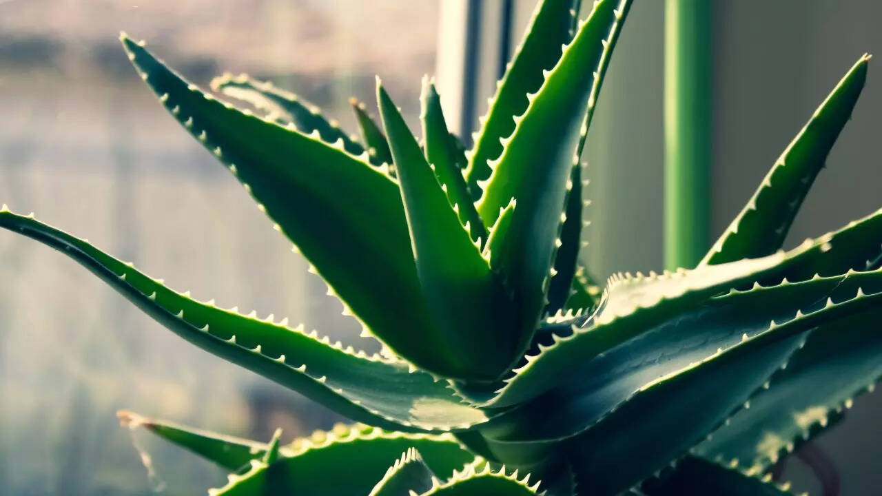 Steps to grow healthy Aloe vera plant in your balcony garden