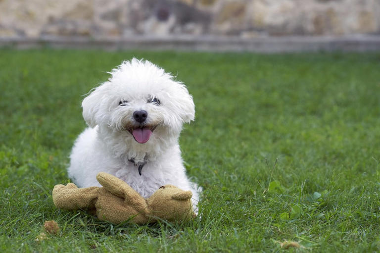 7 Small Hypoallergenic Dog Breeds That Don’t Shed Everywhere