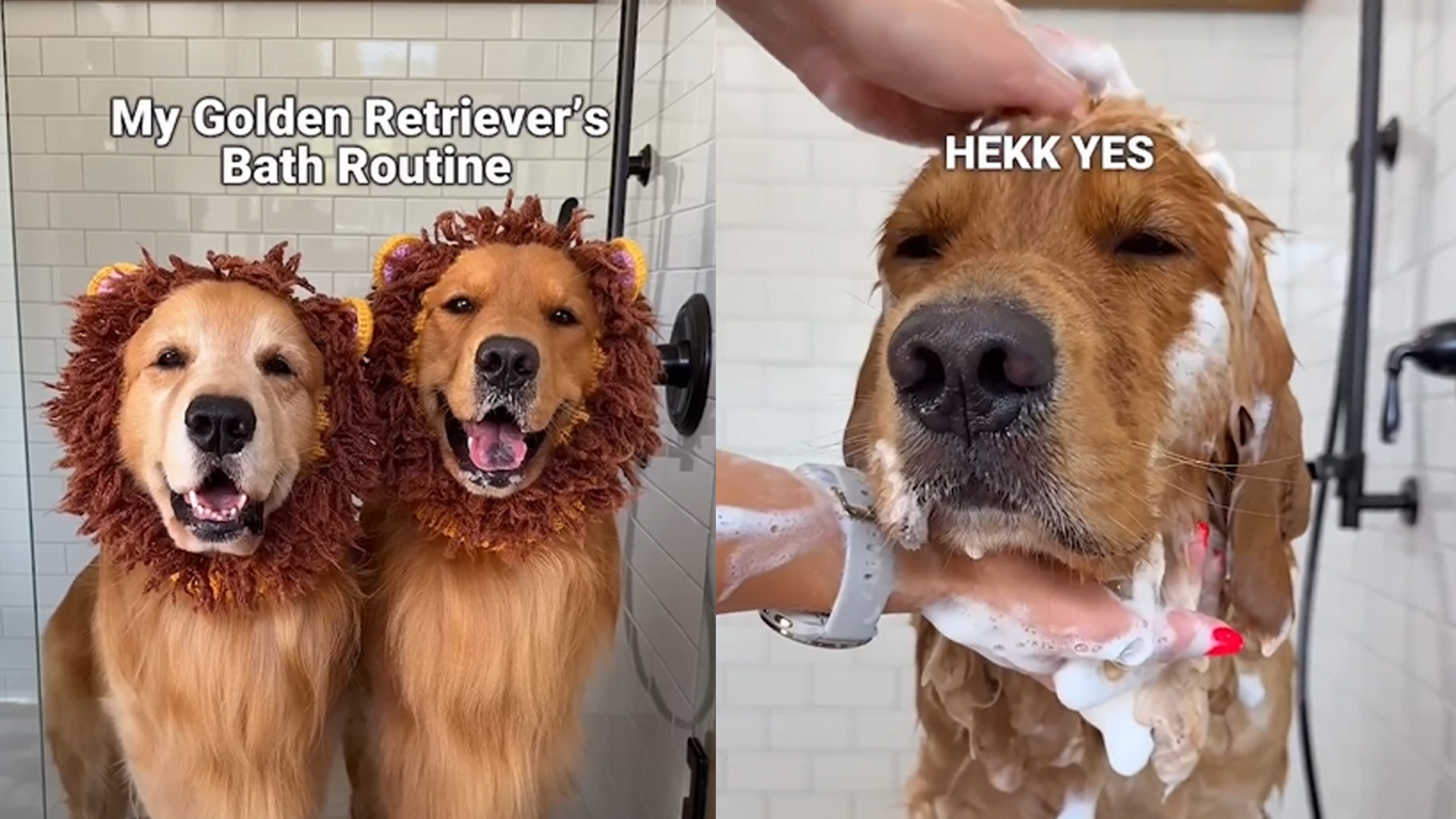 Dog Spa Day Gone Wild