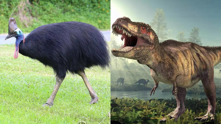 10 birds that reveal dinosaurs are still with us through their ...
