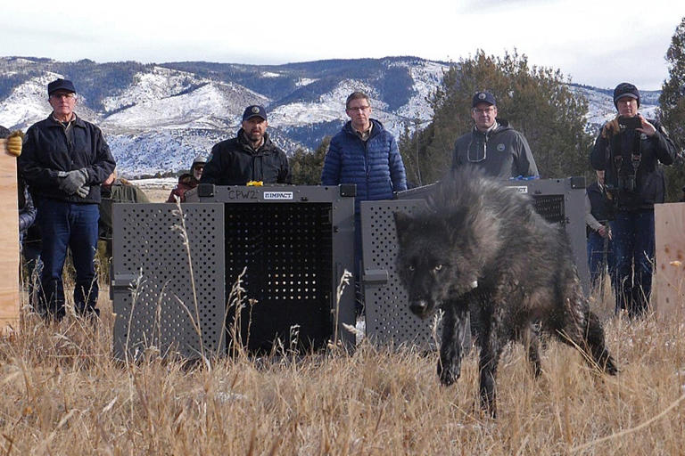 Trump administration tells Colorado to stop importing gray wolves from ...