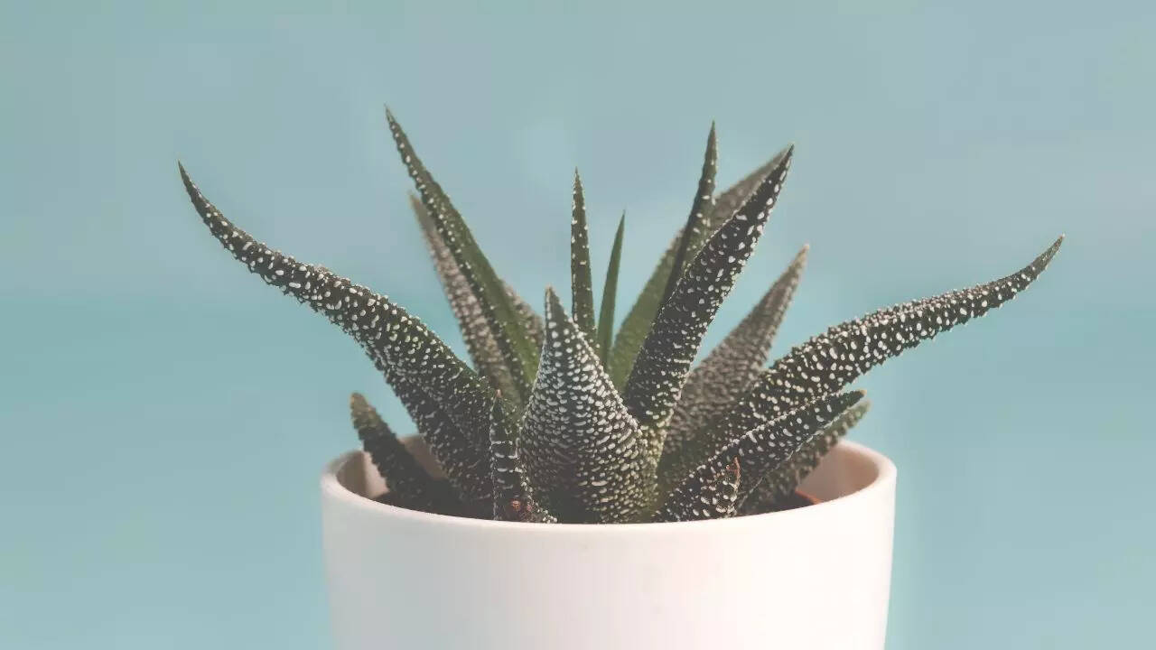Steps to grow healthy Aloe vera plant in your balcony garden