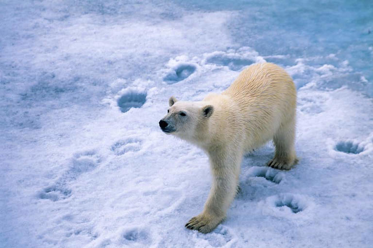 A giant pumpkin is the perfect treat for a polar bear