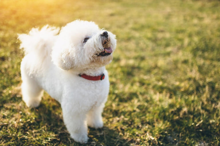 7 Small Hypoallergenic Dog Breeds That Don’t Shed Everywhere