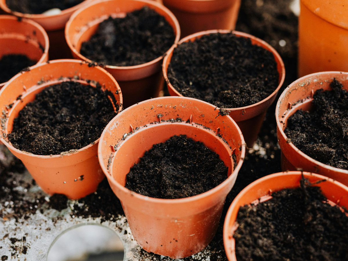 How to grow pudina in your balcony: 5 easy steps