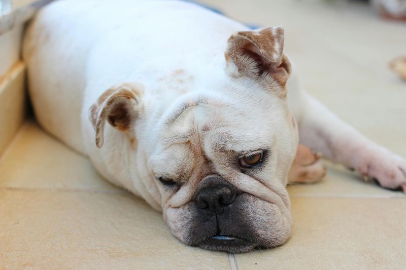 26 Relaxed Dog Breeds That Prefer Lounging to Long Walks